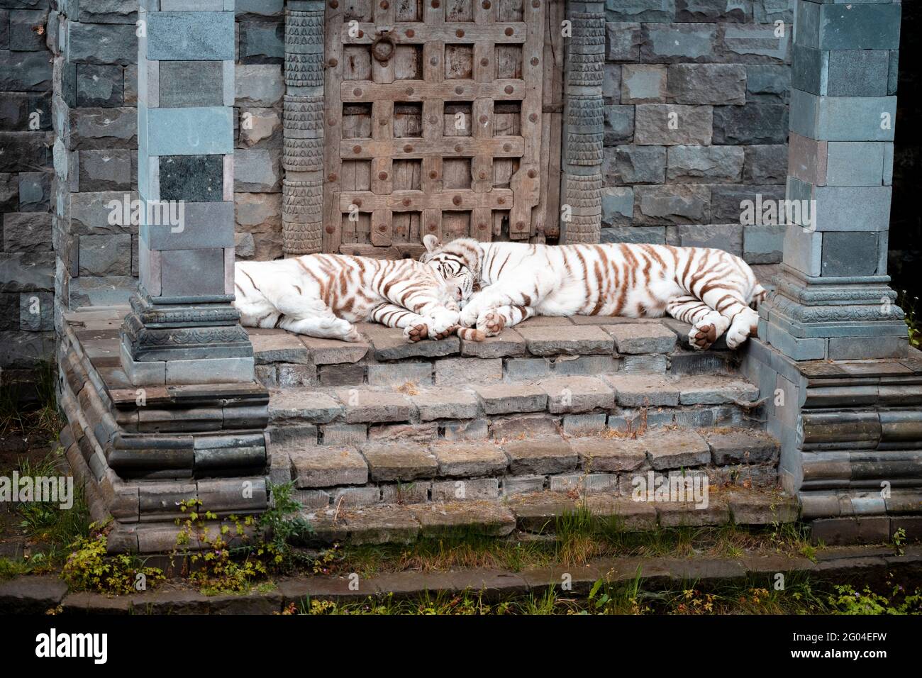 PAIRI DAIZA, BELGIUM - May 24, 2021: Photo of Siberian tigers ...