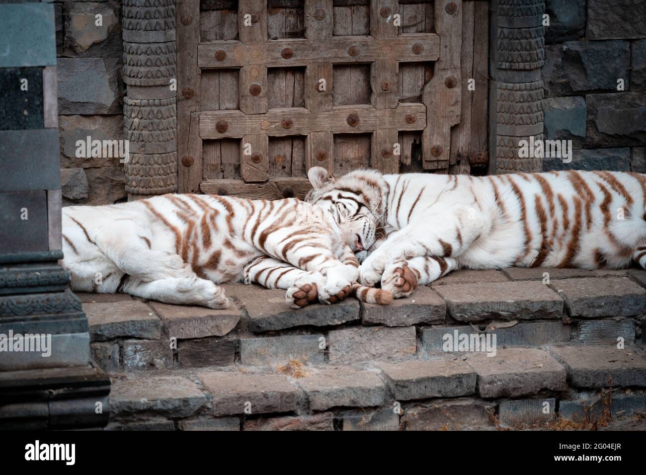 PAIRI DAIZA, BELGIUM - May 24, 2021: Photo of Siberian tigers ...