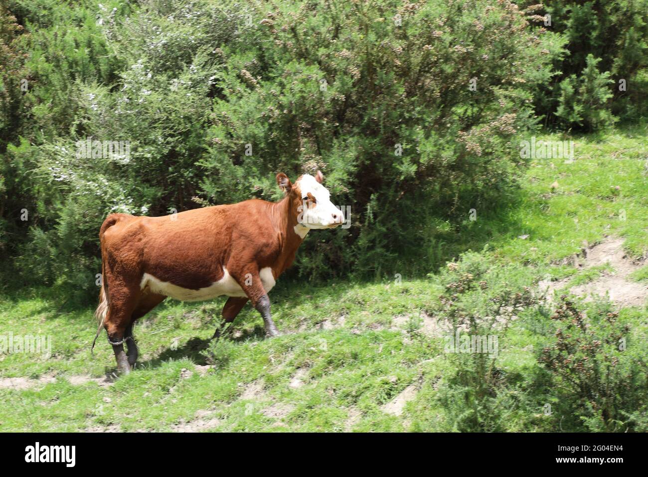 Rind / Cattle / Bovinae Stock Photo - Alamy