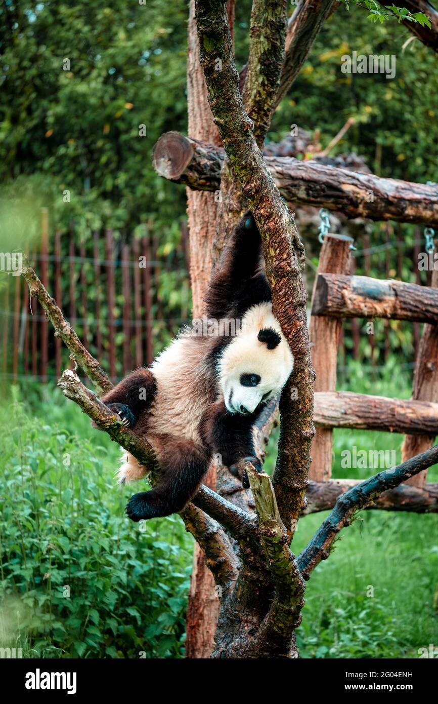 PAIRI DAIZA, BELGIUM - May 24, 2021: Photo of a panda photographed in ...