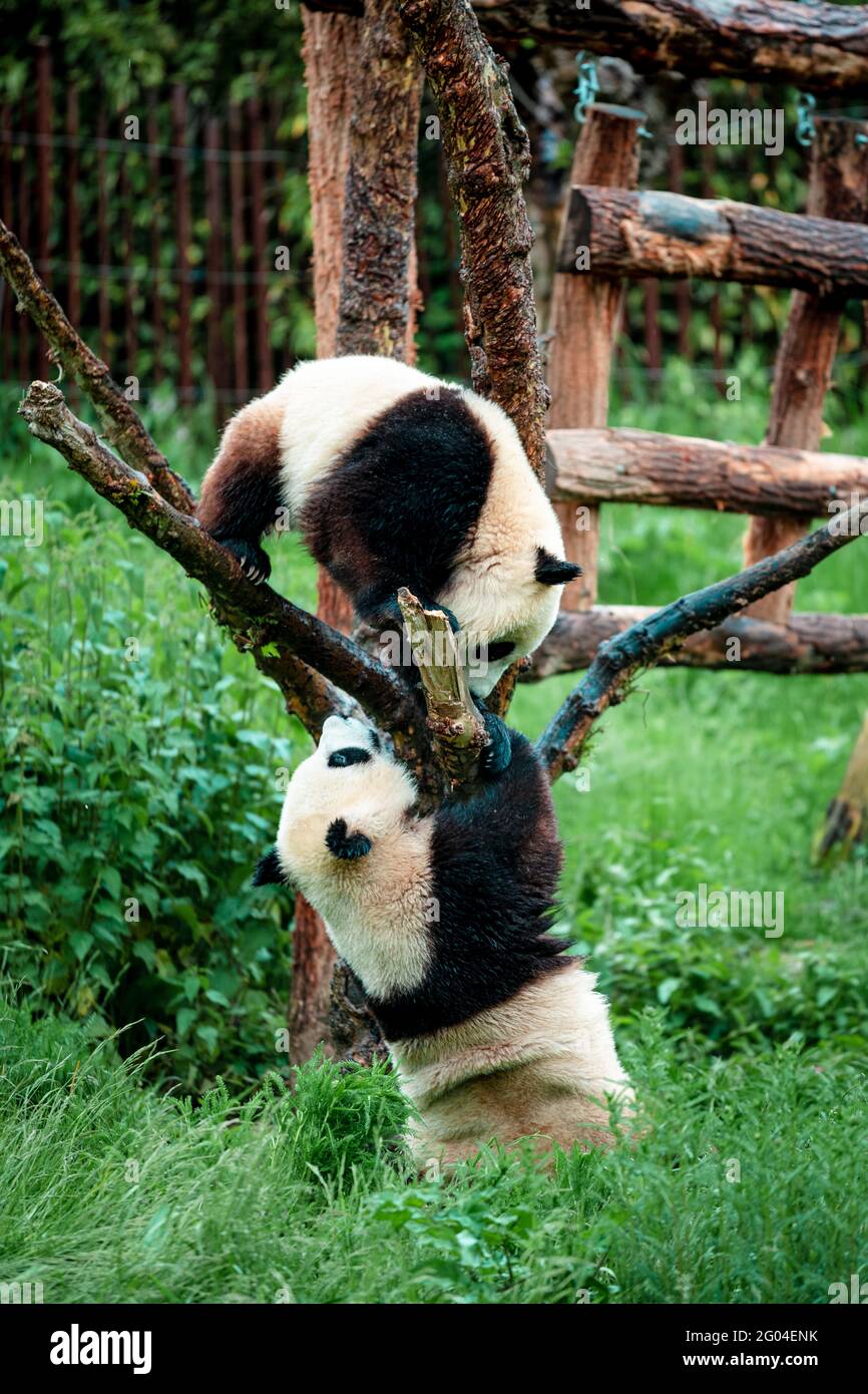 PAIRI DAIZA, BELGIUM - May 24, 2021: Photo of pandas photographed in ...