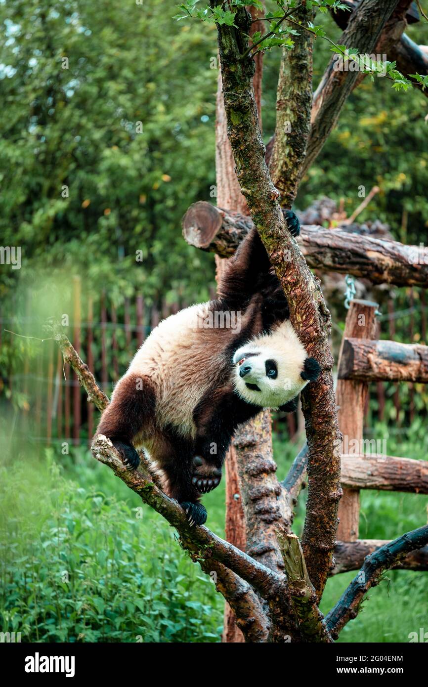 PAIRI DAIZA, BELGIUM - May 24, 2021: Photo of a panda photographed in ...