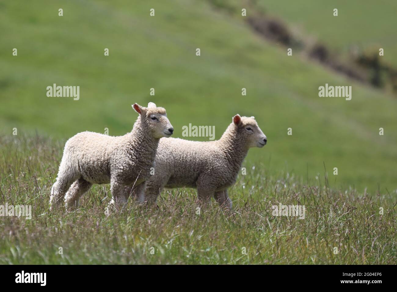 Coopworthschaf / Coopworth sheep / Ovis Stock Photo - Alamy