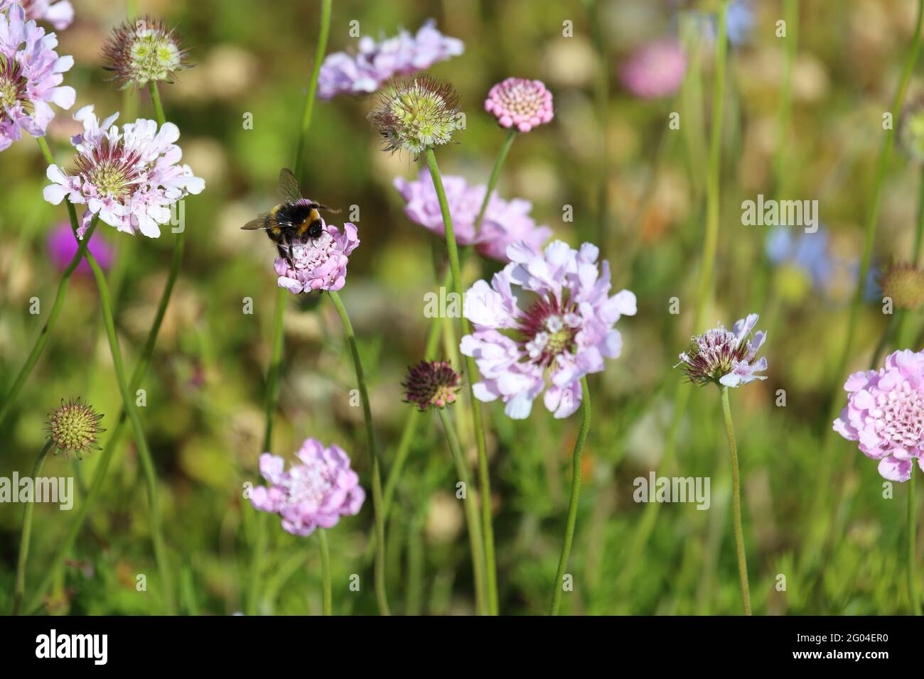 Hummel / Bumble Bee / Bombus Stock Photo - Alamy
