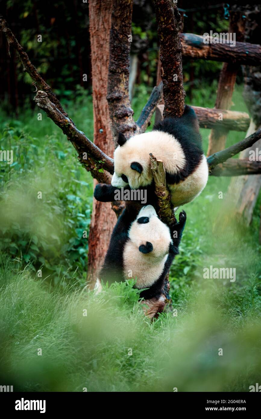 PAIRI DAIZA, BELGIUM - May 24, 2021: Photo of pandas photographed in ...