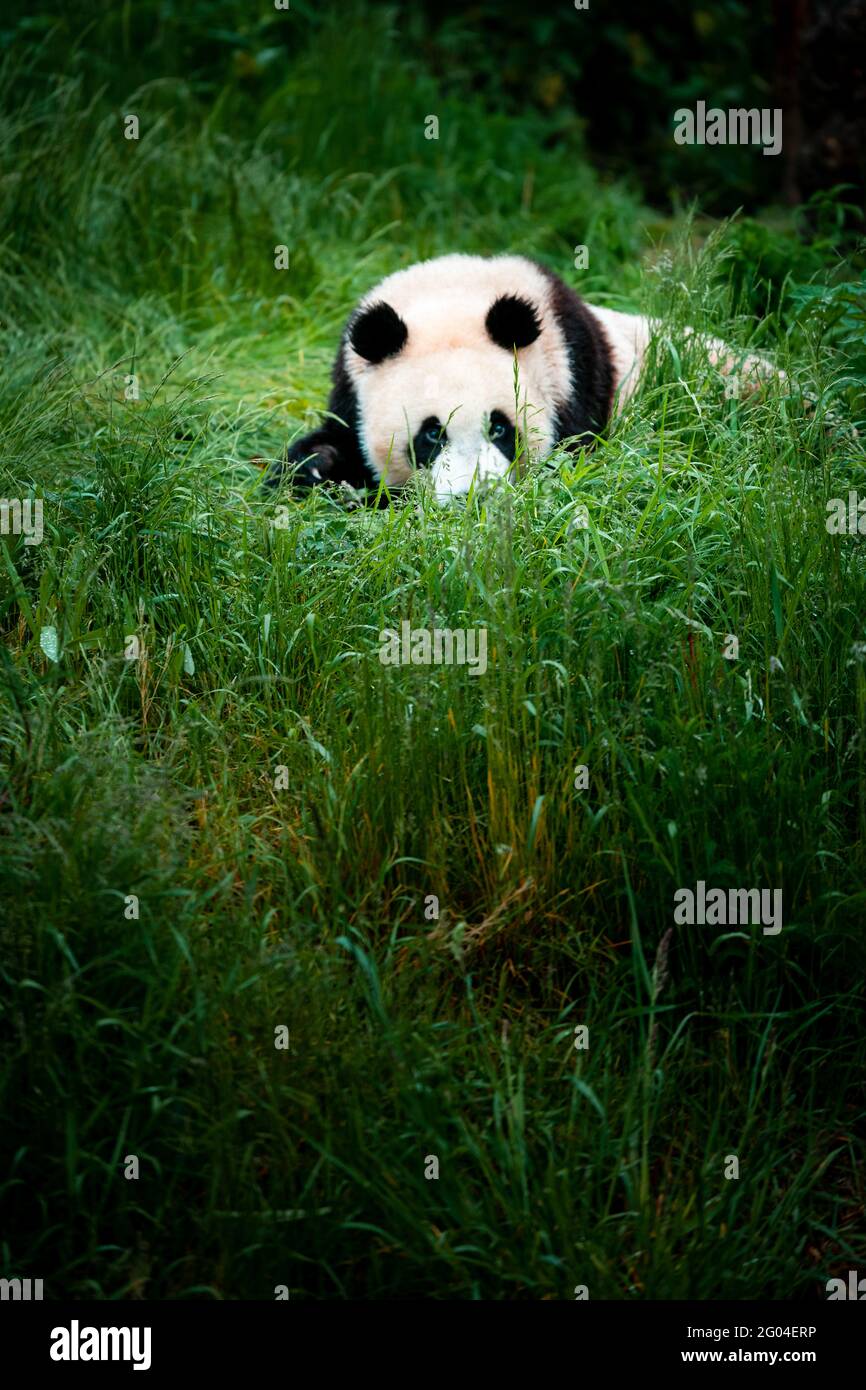 PAIRI DAIZA, BELGIUM - May 24, 2021: Photo of a panda photographed in ...