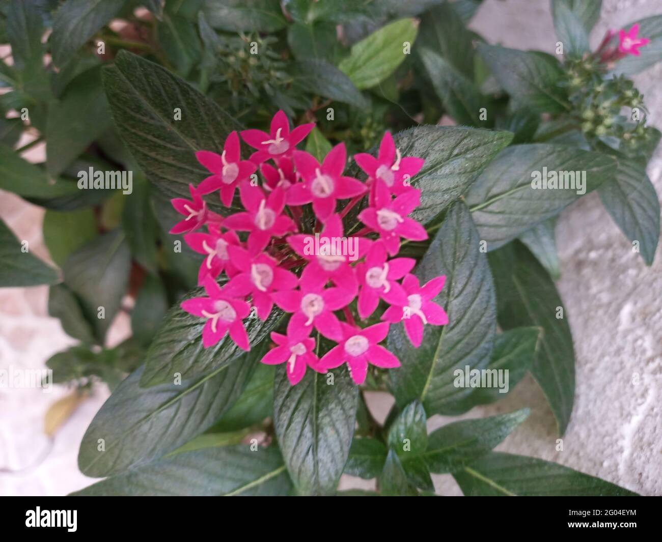 Pentas lanceolata or Egyptian starcluster pink flowering plant native ...