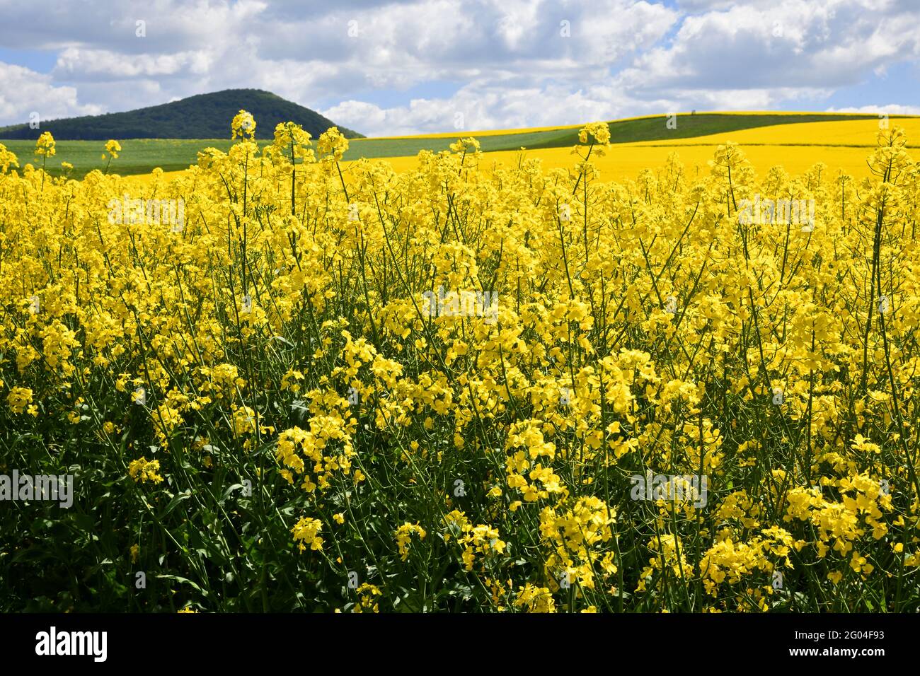 Rapeseed Beetle High Resolution Stock Photography and Images - Alamy