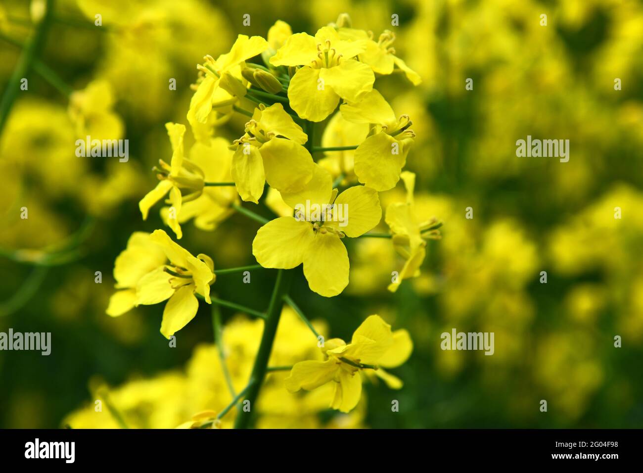 Rapeseed beetle hi-res stock photography and images - Alamy