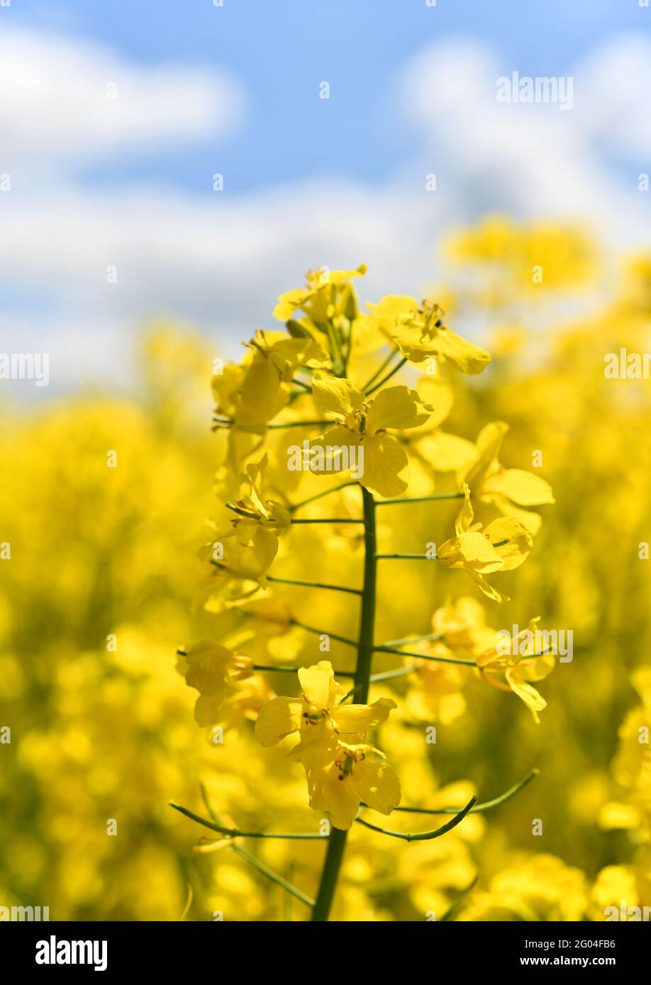Rapeseed beetle hi-res stock photography and images - Alamy