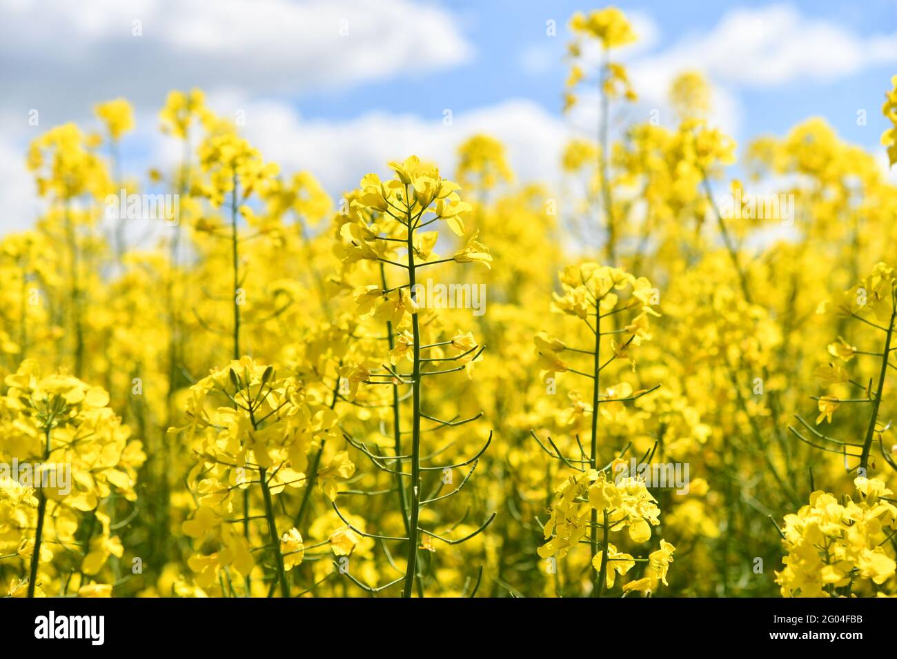Rapeseed Beetle High Resolution Stock Photography and Images - Alamy