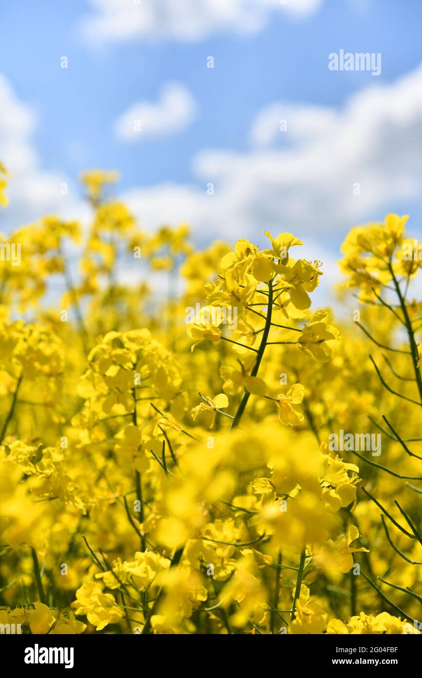 Rapeseed honey bees hi-res stock photography and images - Alamy