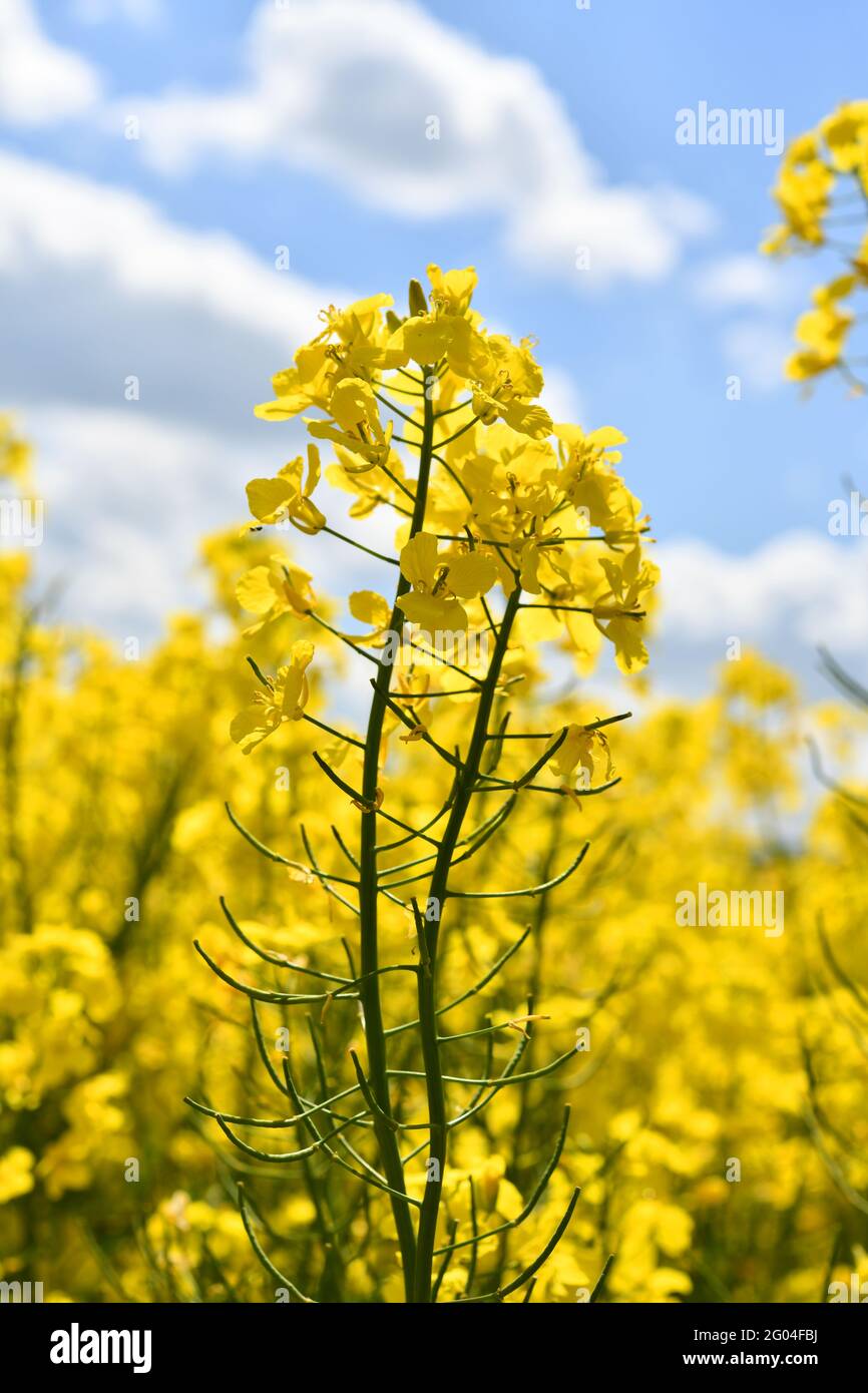 Rapeseed beetle hi-res stock photography and images - Alamy