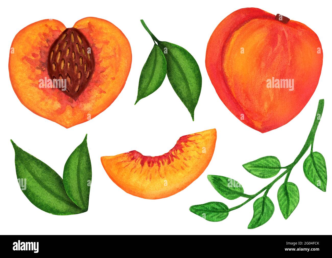 Big watercolor Peach set isolated on white background Stock Photo - Alamy