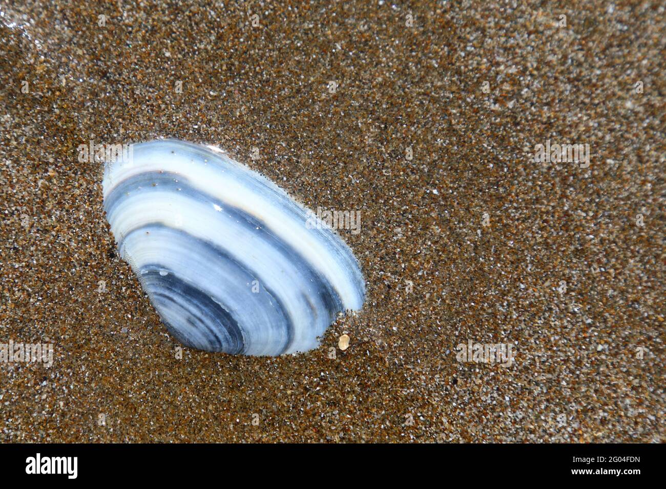 Muschel australien hi-res stock photography and images - Alamy