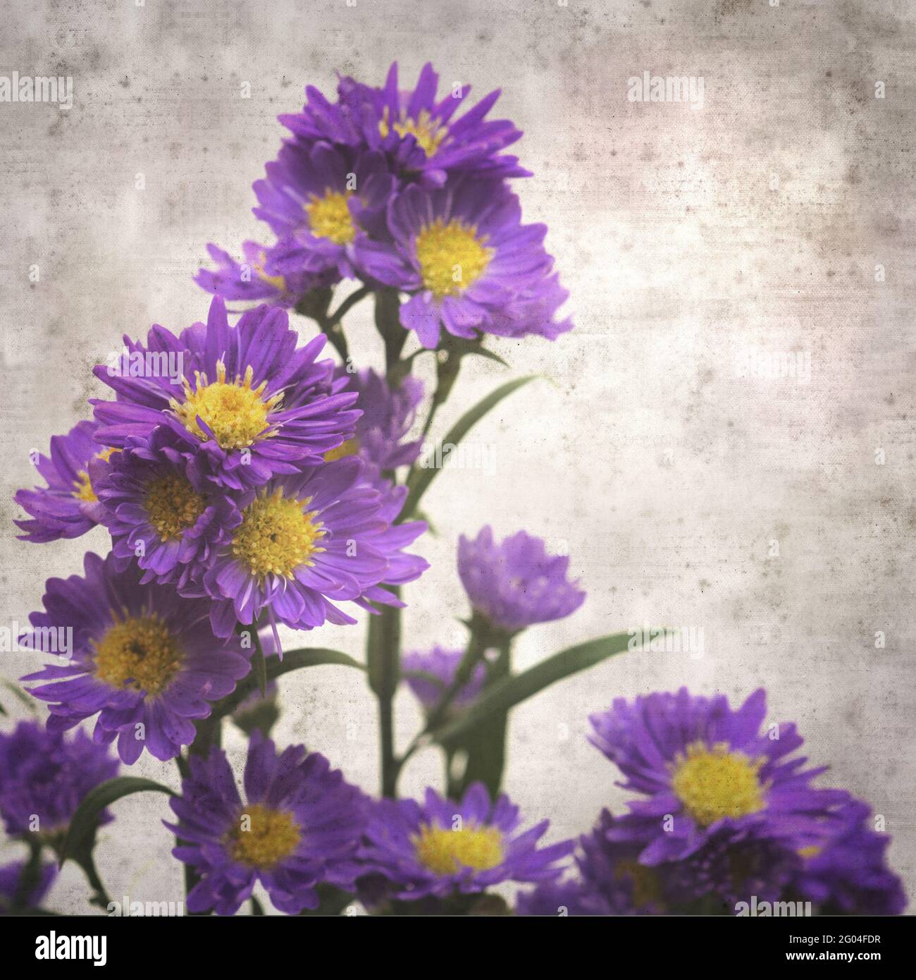 square stylish old textured paper background with small purple aster ...