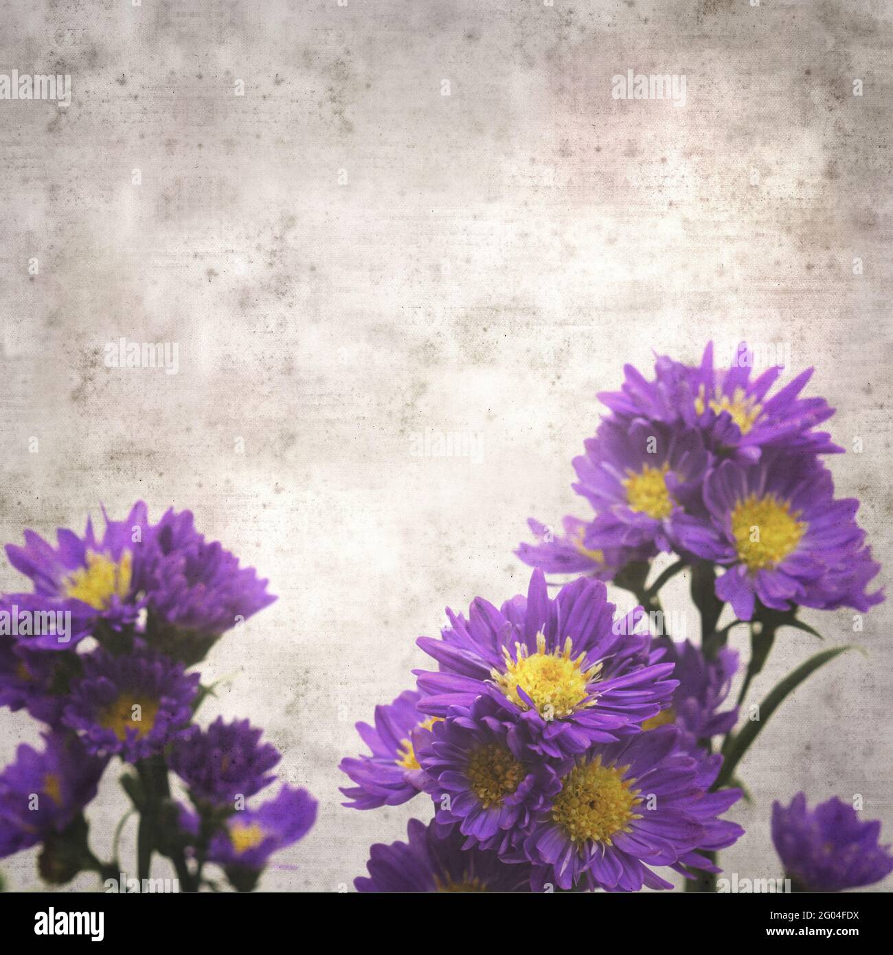 square stylish old textured paper background with small purple aster ...
