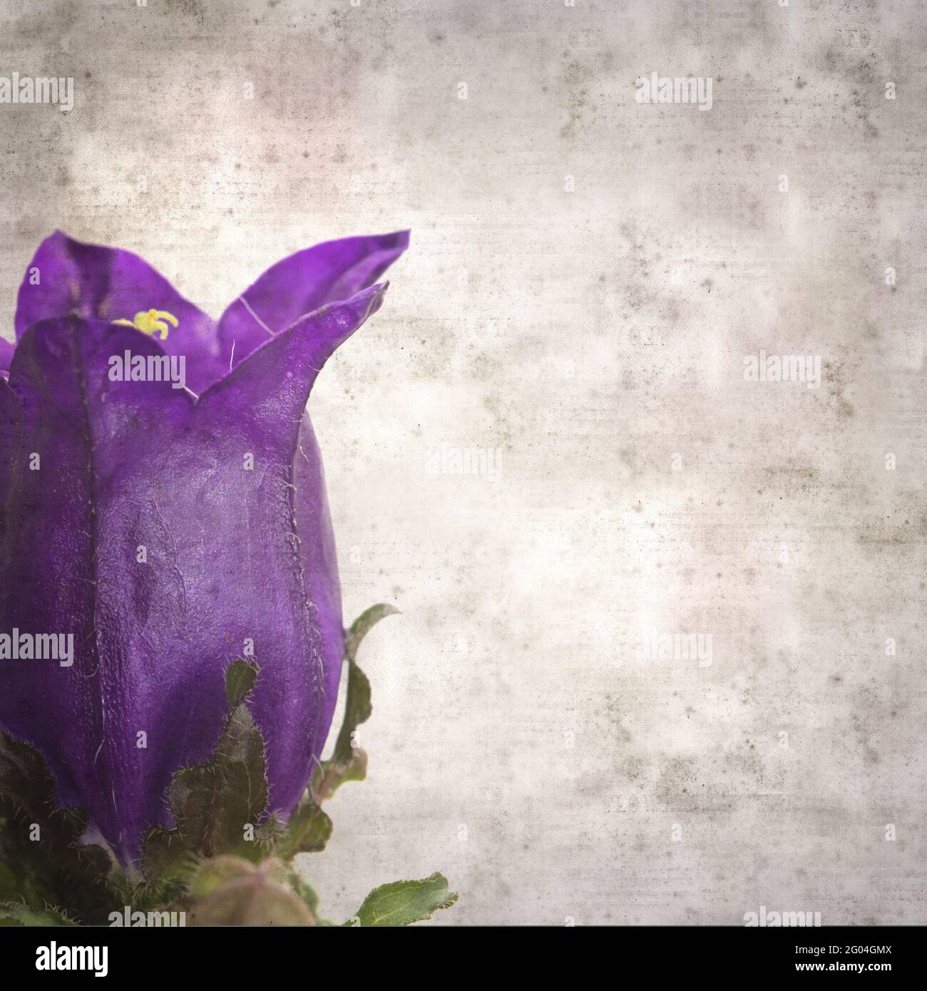 square stylish old textured paper background with small purple aster ...