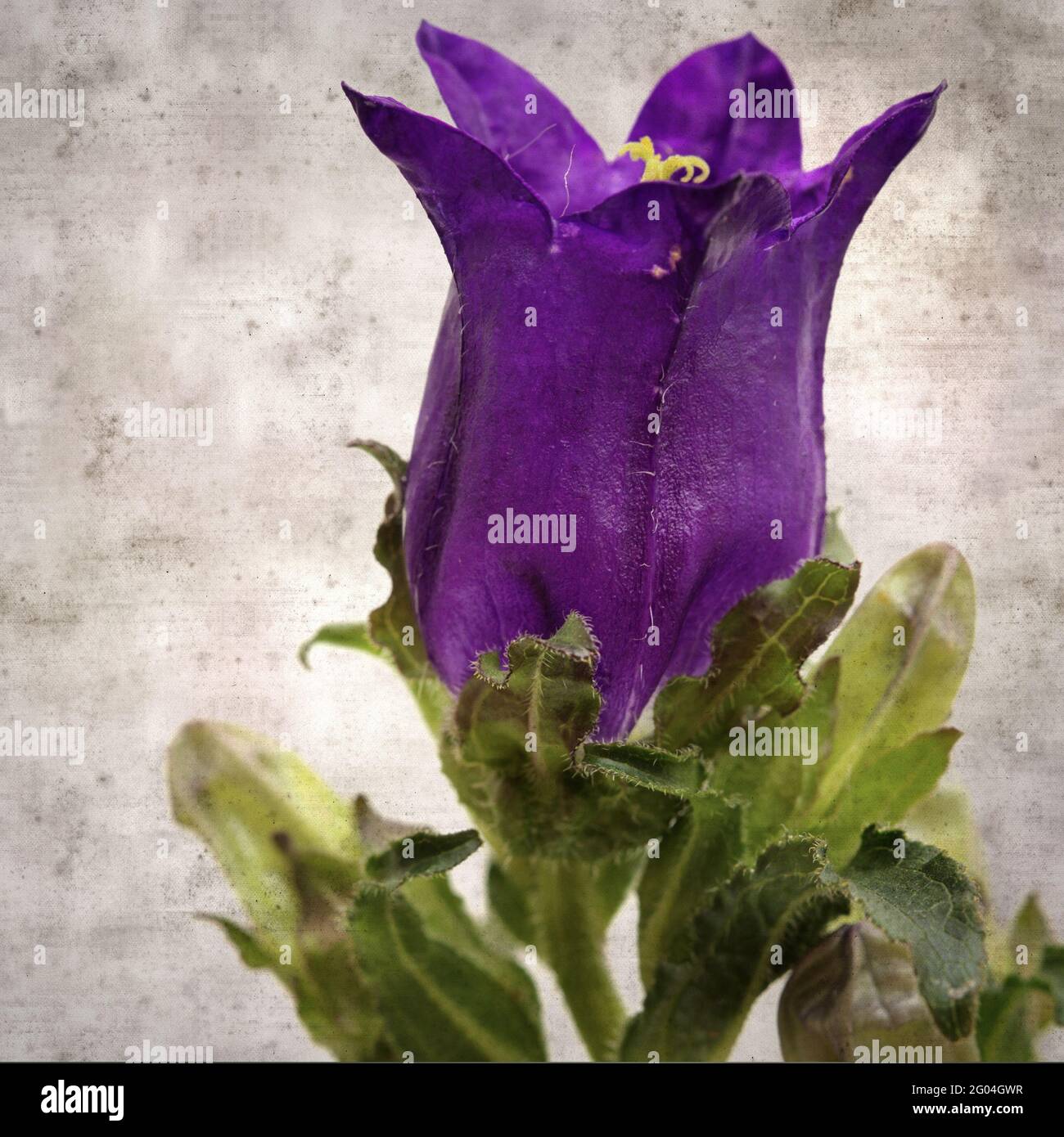 square stylish old textured paper background with small purple aster ...