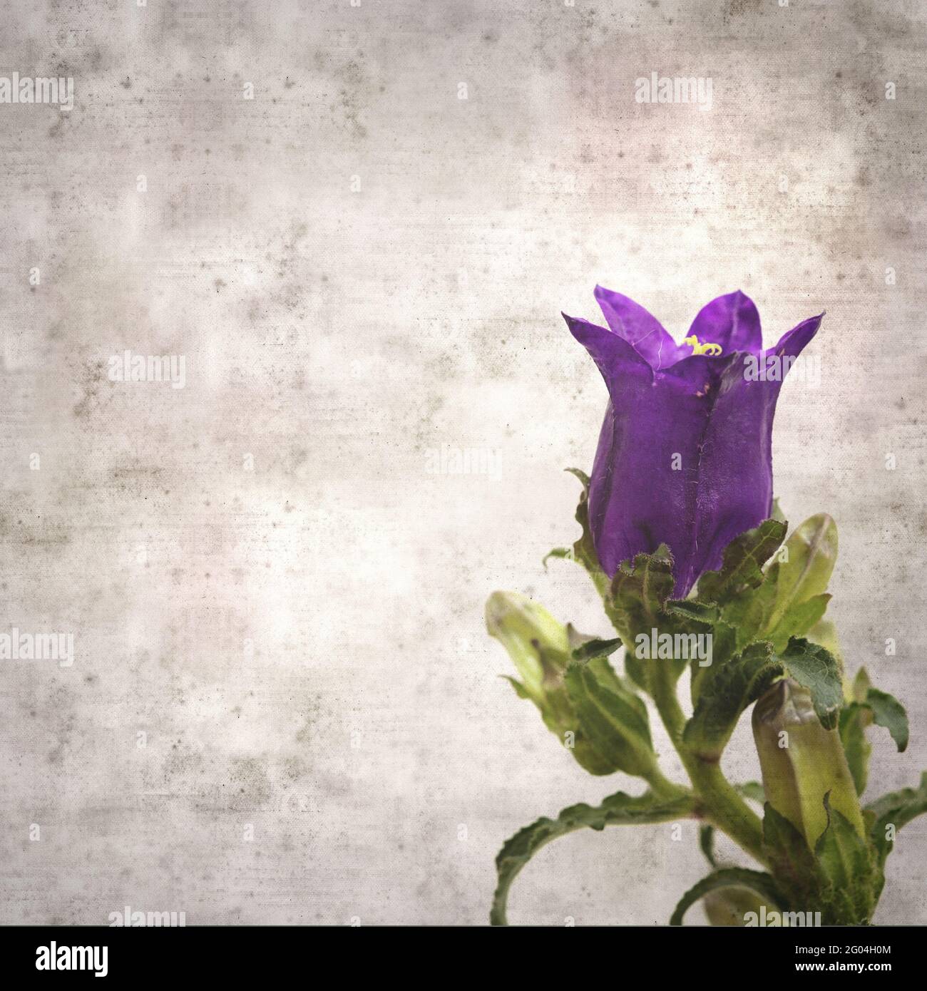 square stylish old textured paper background with small purple aster ...