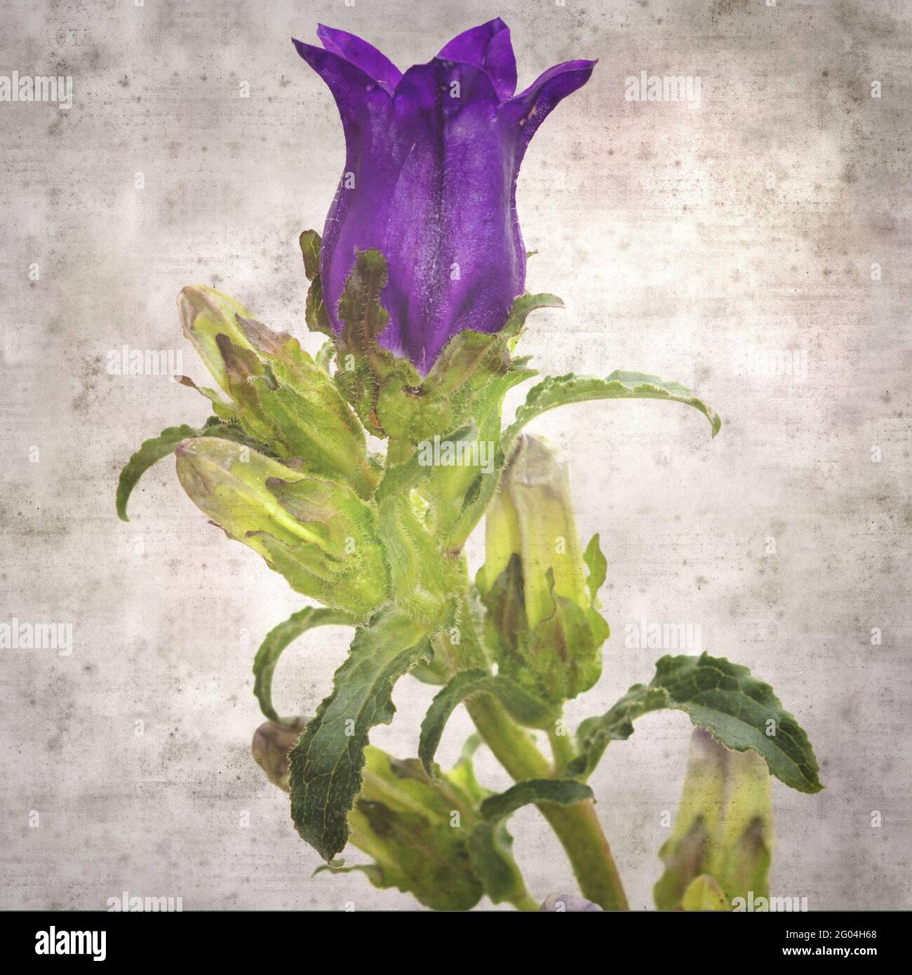 square stylish old textured paper background with small purple aster ...