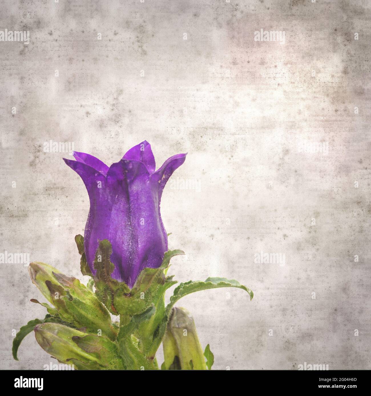 square stylish old textured paper background with small purple aster ...