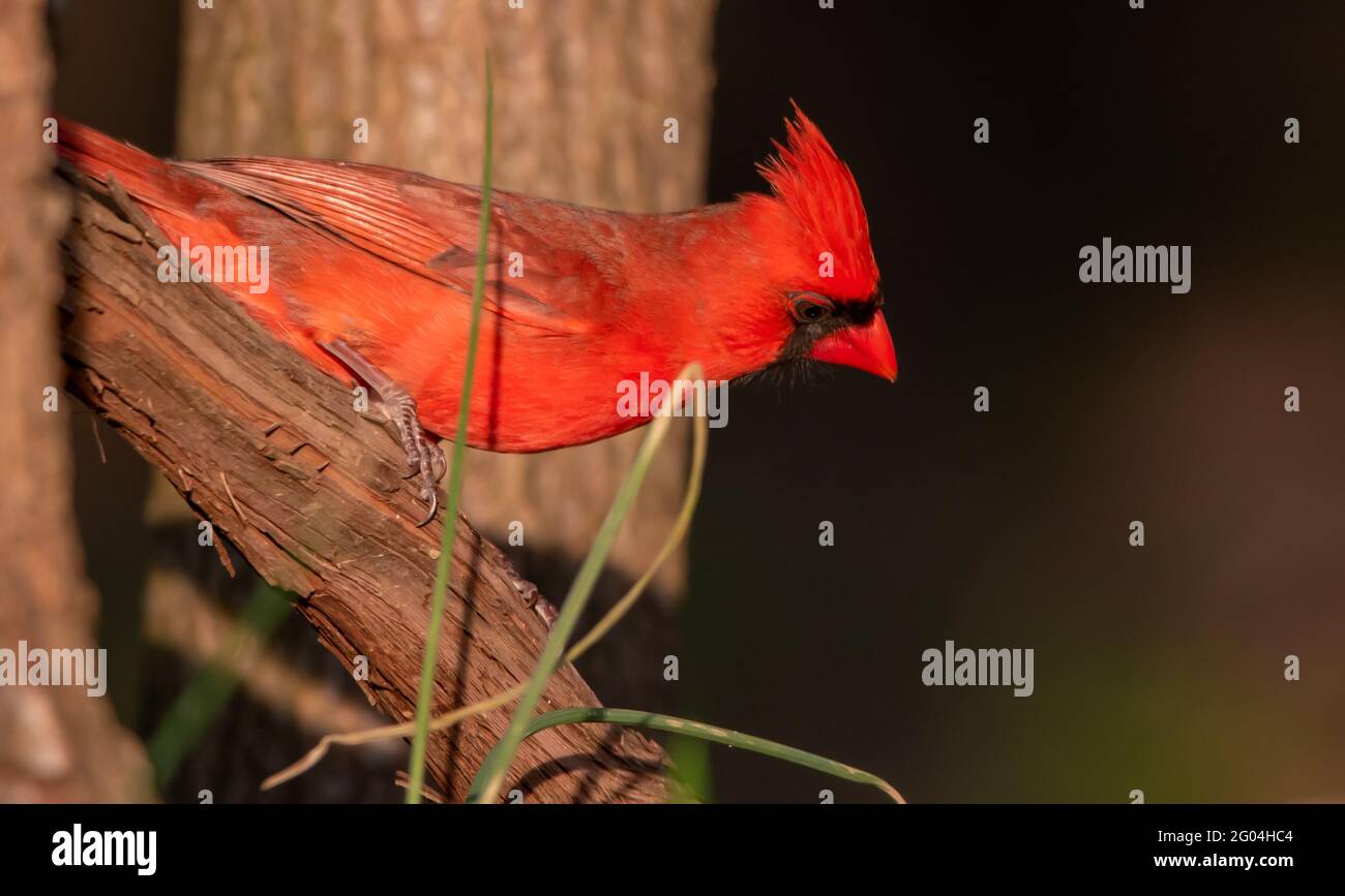 A beautiful, brightly colored Northern Cardinal perched on a branch ...