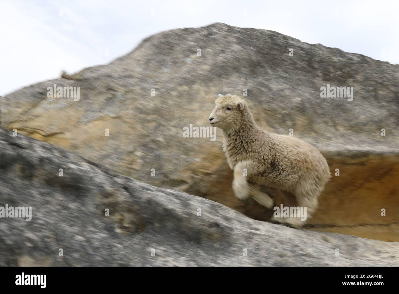 Romneyschaf / Romney sheep / Ovis Stock Photo - Alamy