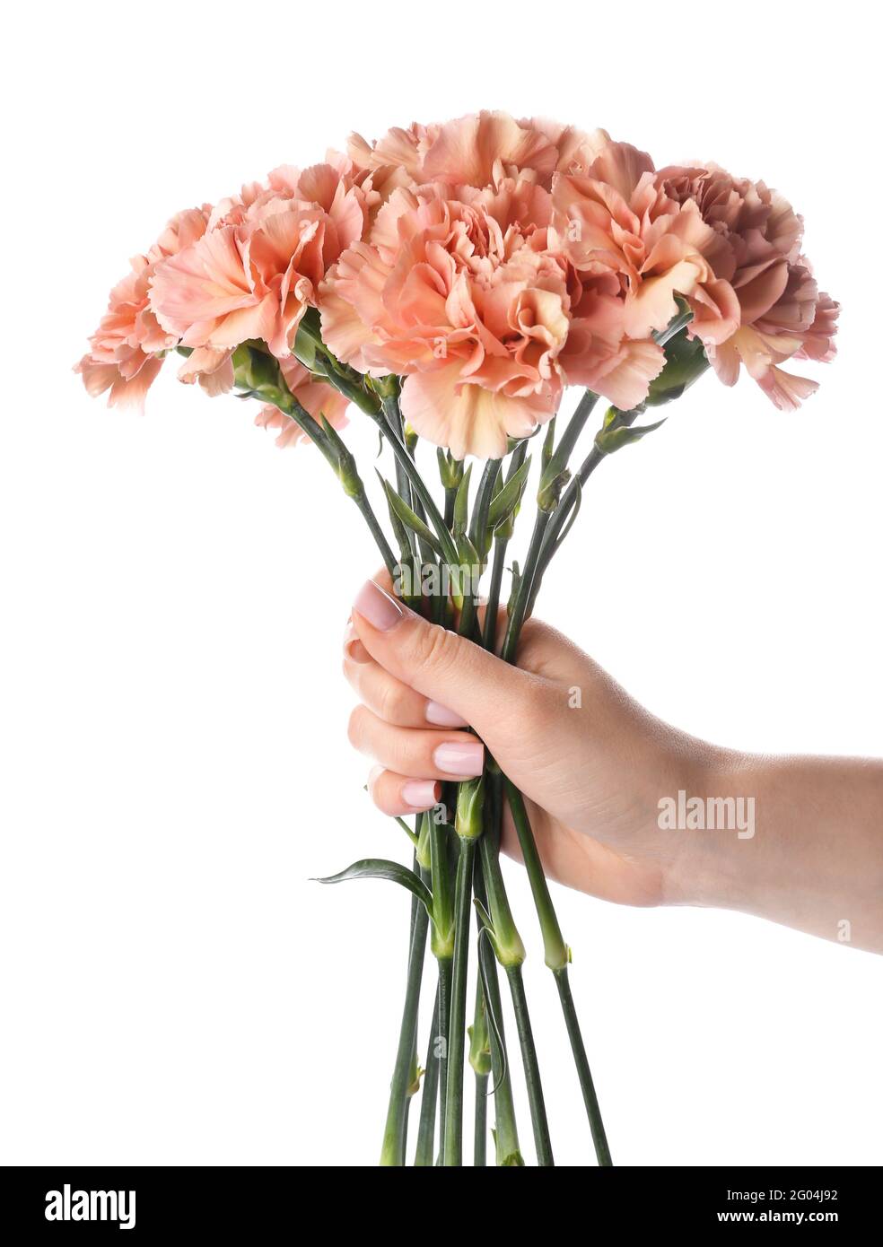 Female hand with beautiful carnation flowers on white background Stock ...