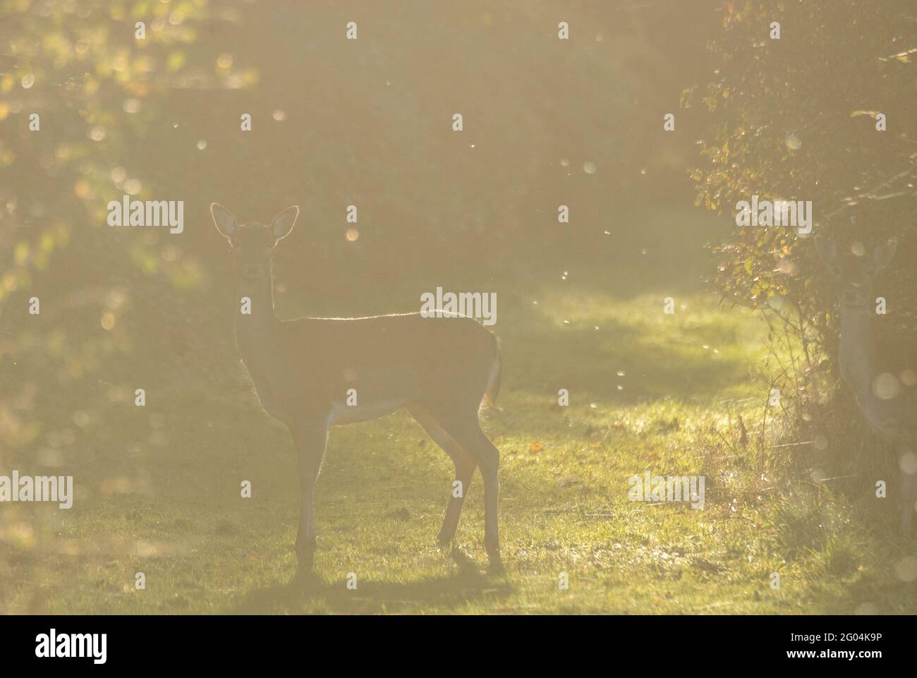 Fallow deer (dama dama) in golden summer sunlight Stock Photo - Alamy
