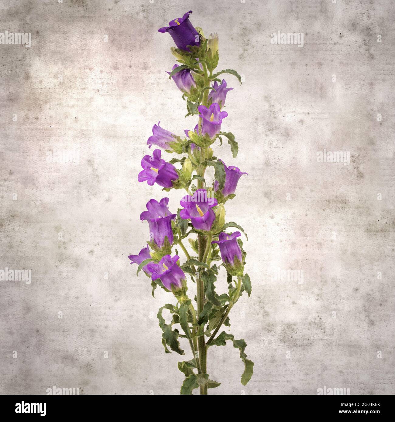 square stylish old textured paper background with dark blue bellflower ...