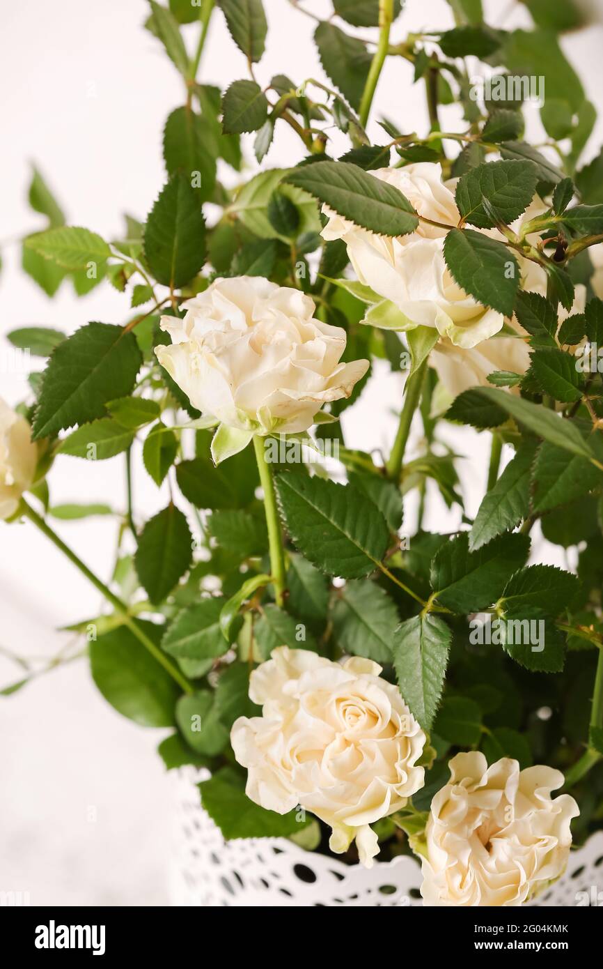 Beautiful white roses in pot on light background, closeup Stock Photo ...