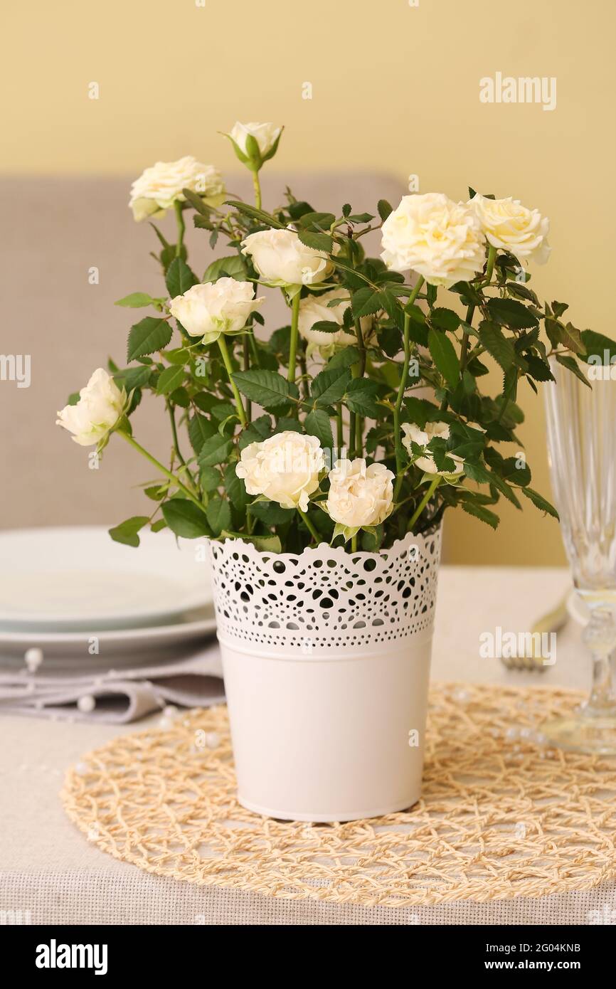 Beautiful white roses in pot on dining table Stock Photo Alamy