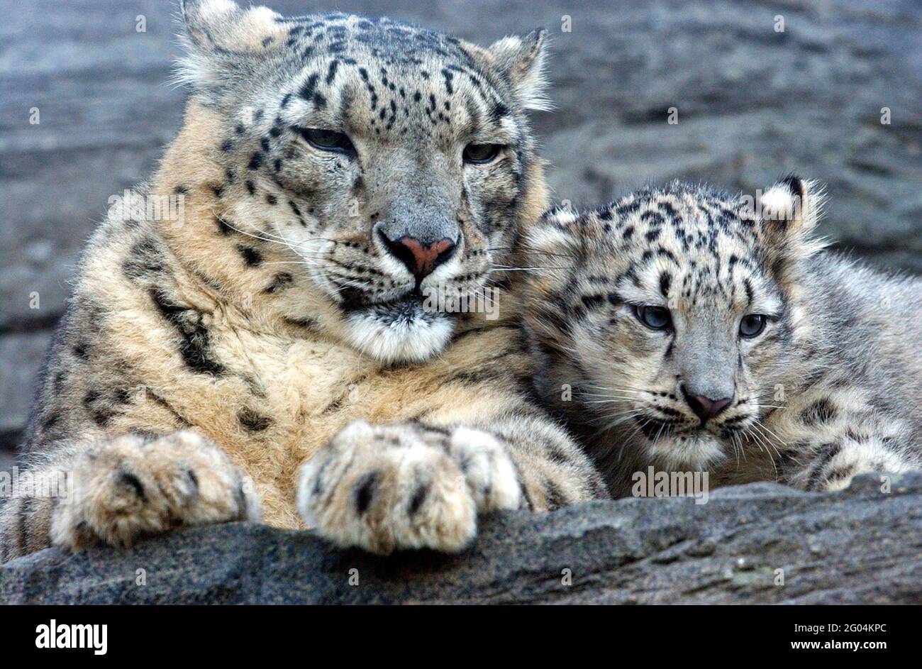 Snow Leopard Babies