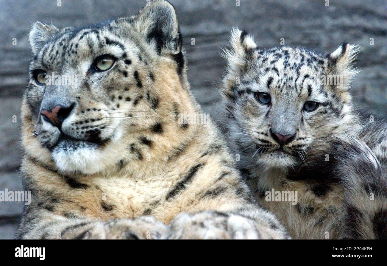 Baby White Snow Leopard