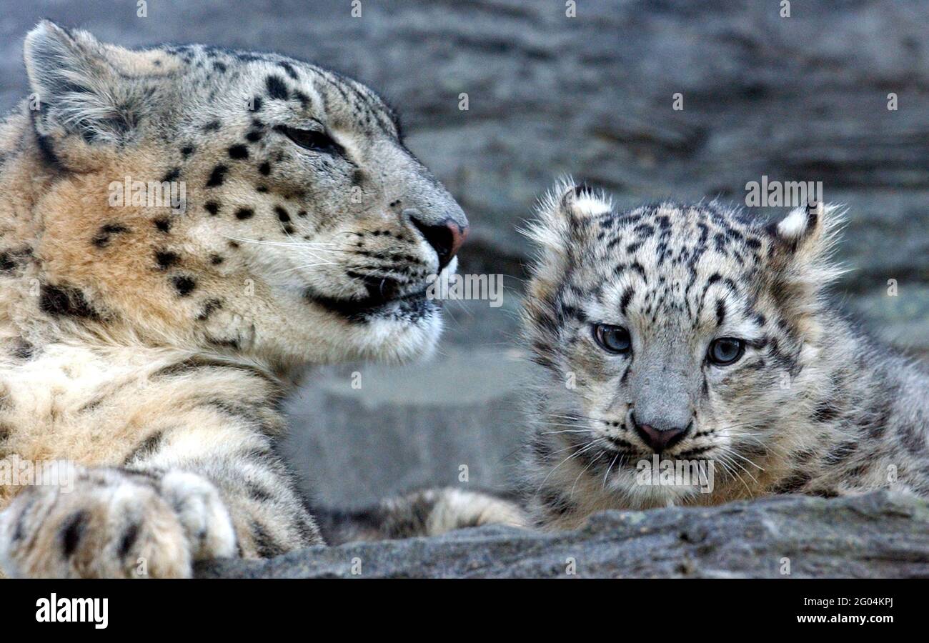 Snow Leopards Being Hunted