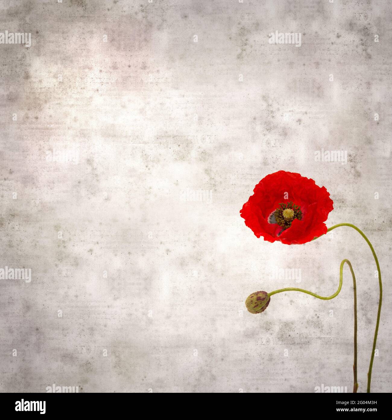 stylish textured old paper square background with red poppy Papaver ...