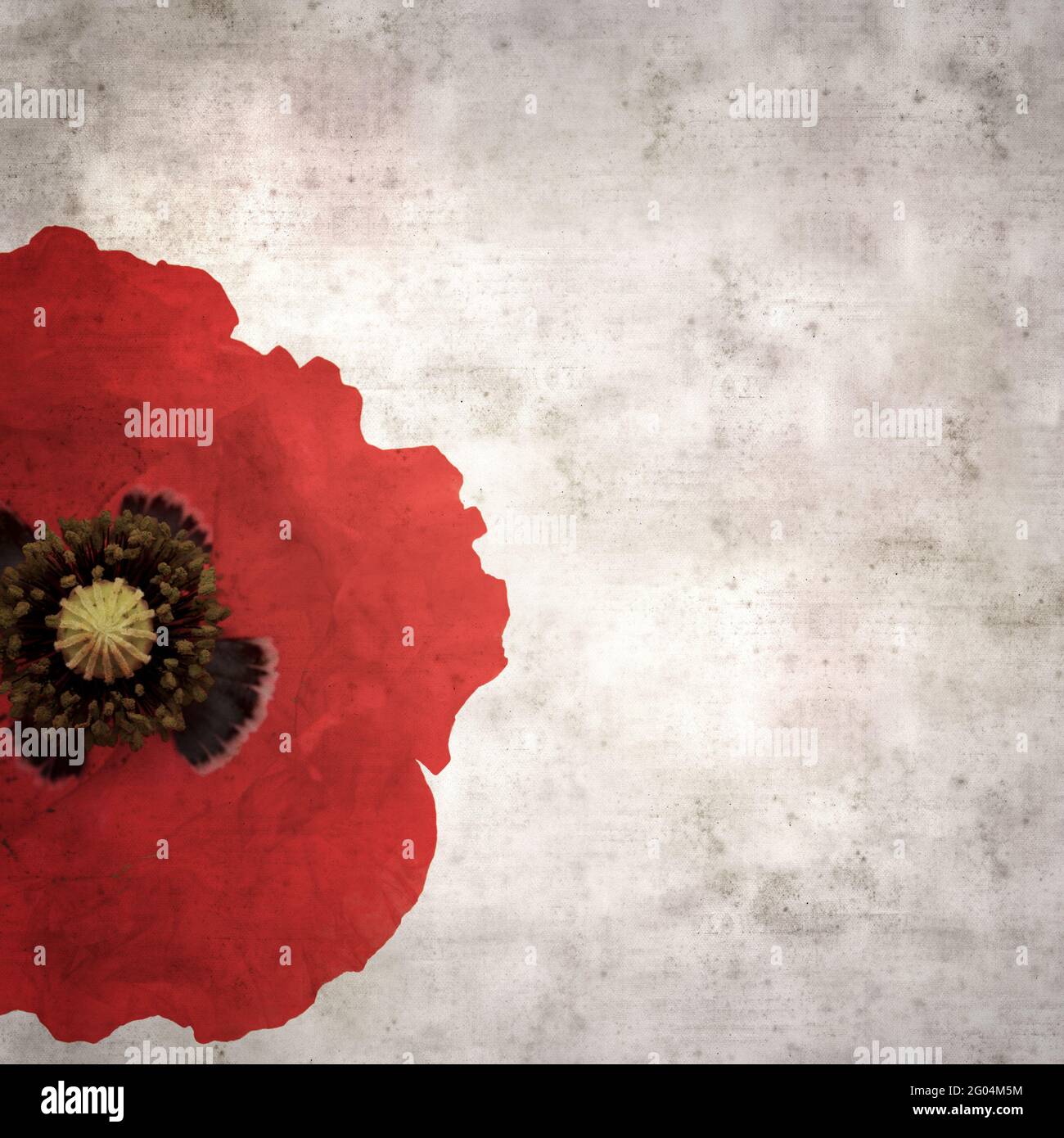 stylish textured old paper square background with red poppy Papaver ...
