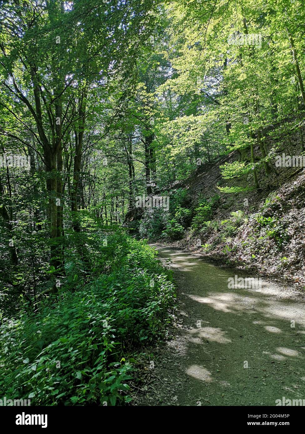Vertical shot of a narrow pathway surrounded by trees and greenery ...