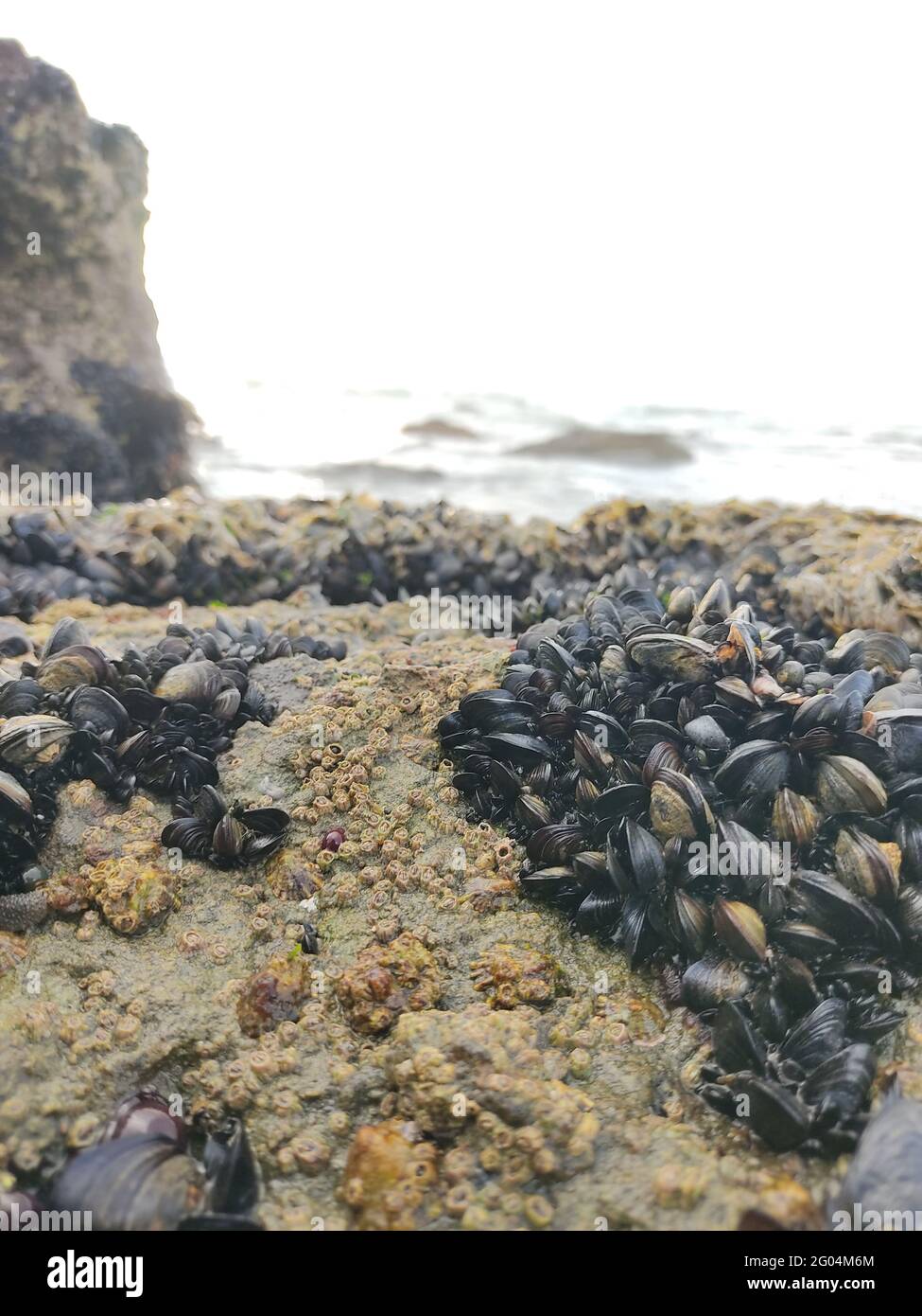 Closeup shot of many mussels on the beach Stock Photo - Alamy