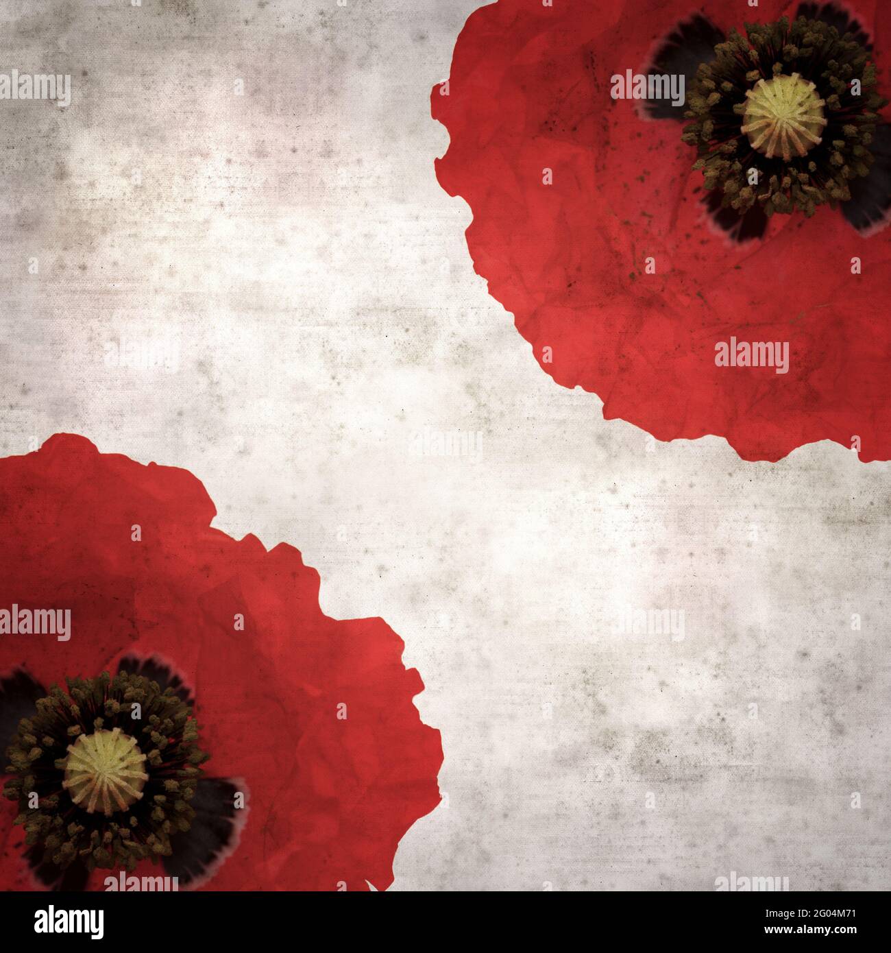 stylish textured old paper square background with red poppy Papaver ...