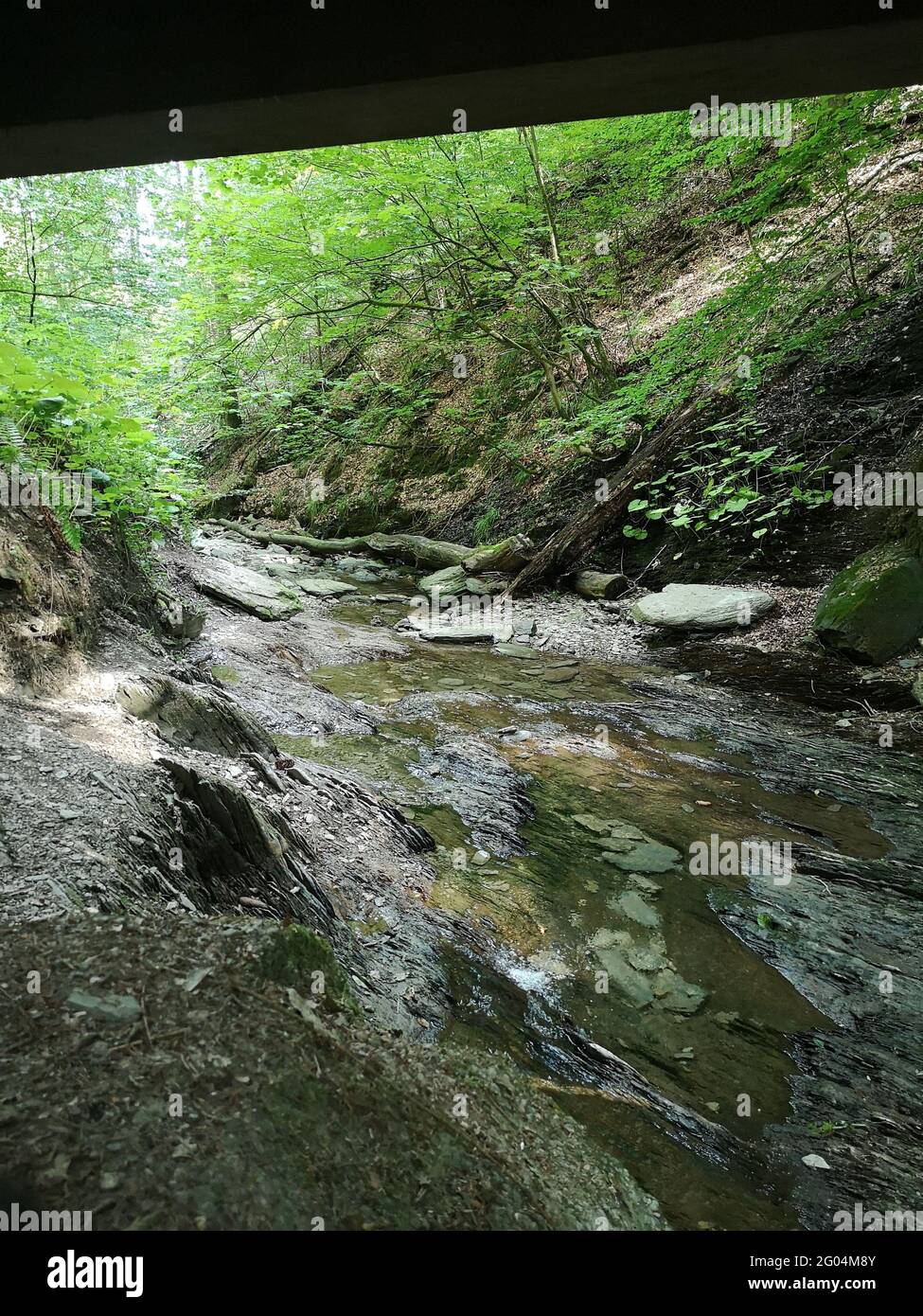 Stream various plants hi-res stock photography and images - Alamy