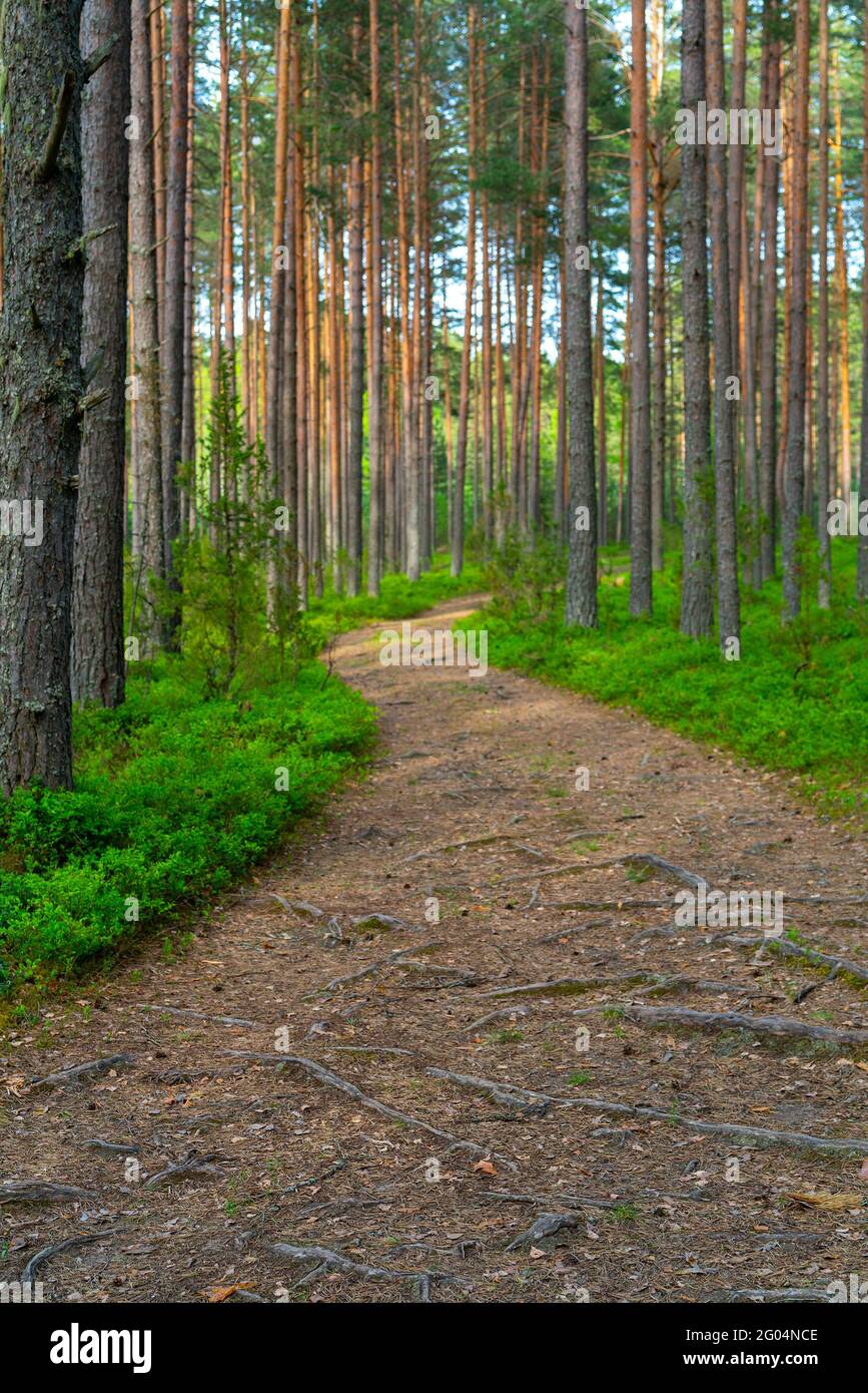 Scenic path in a pine summer woodland. Forest landscape Stock Photo - Alamy