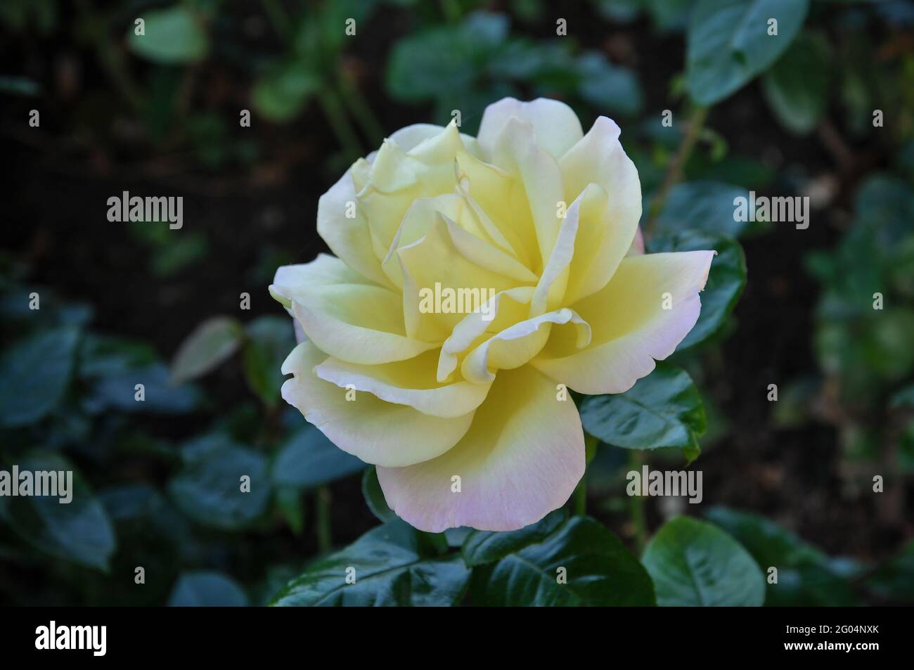 Close-up of a pale yellow rose bud against a background of green ...