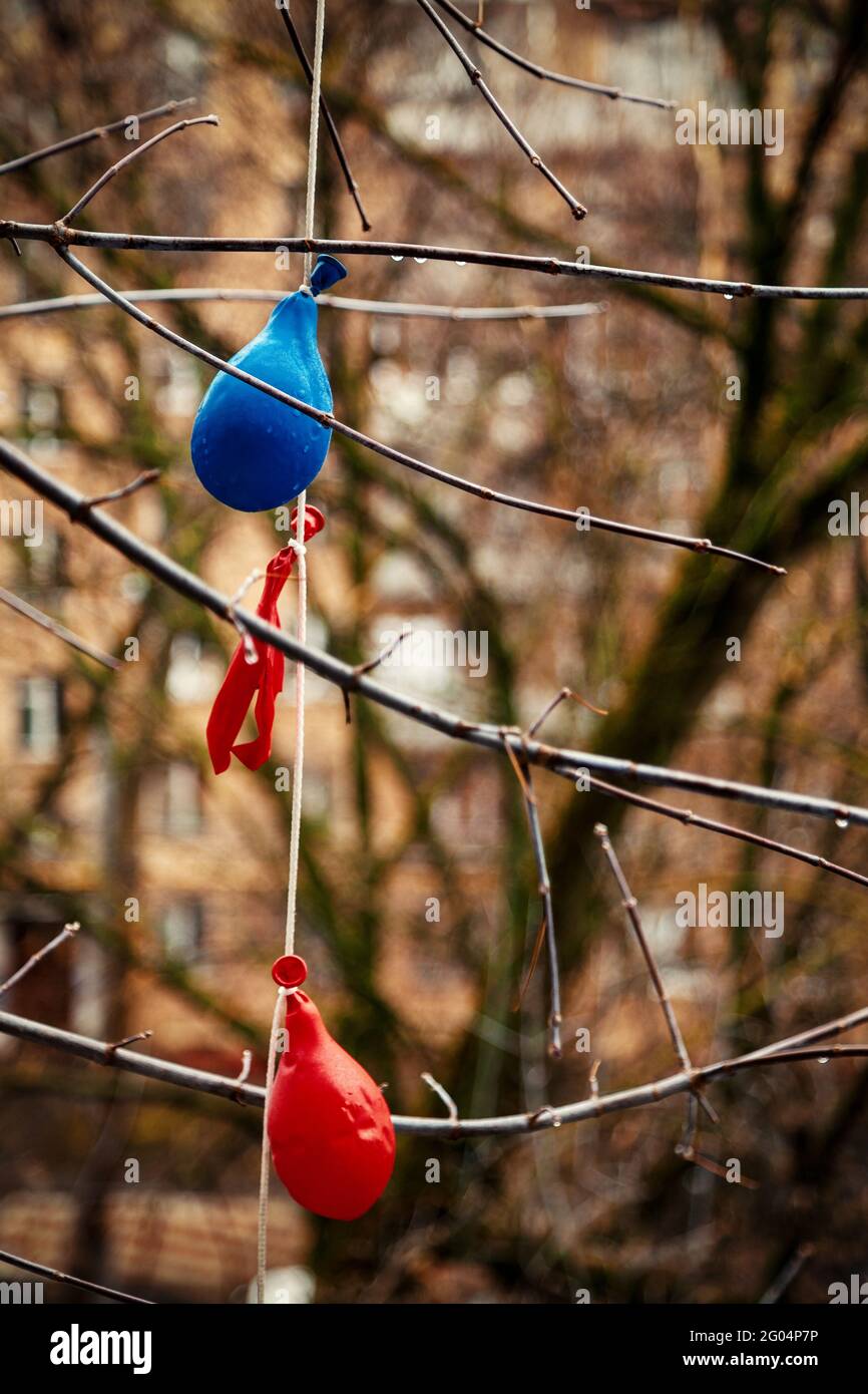 On a tree branch, half-torn and bursting balloons are tied with a rope ...