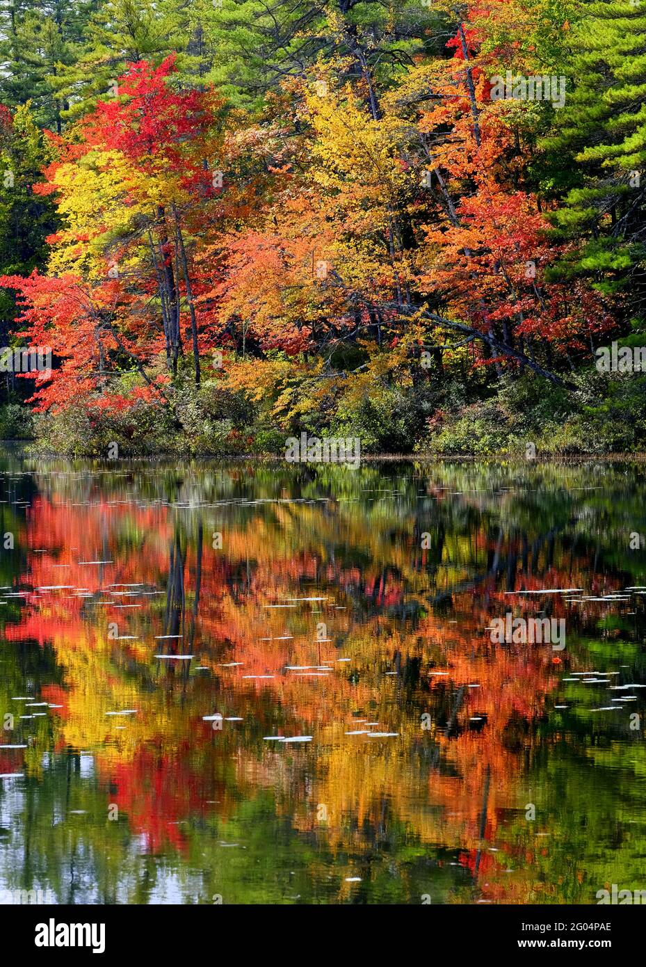 Fall colors and pond hi-res stock photography and images - Alamy