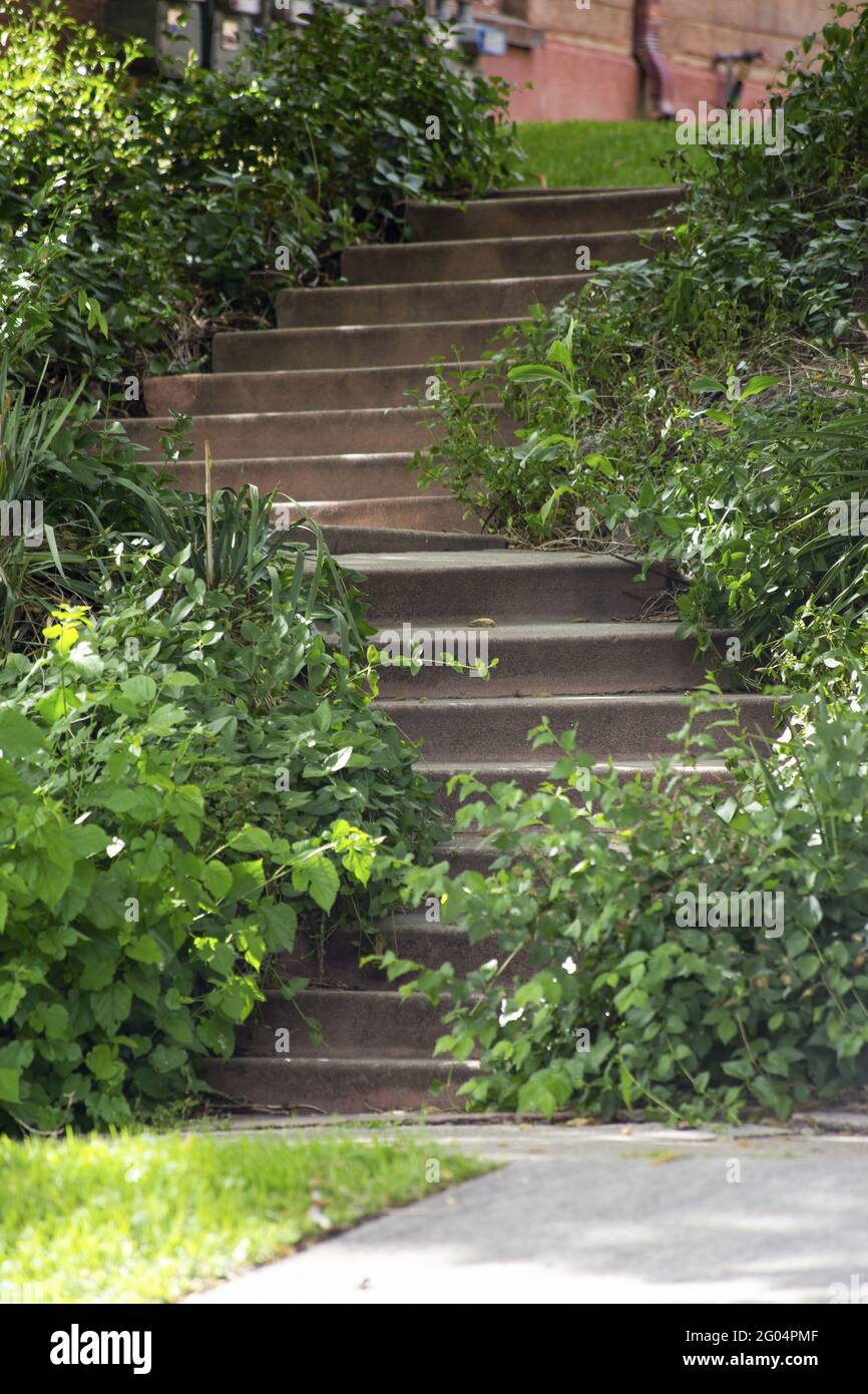 Vertical shot of the stairs surrounded by bushes and green plants in ...