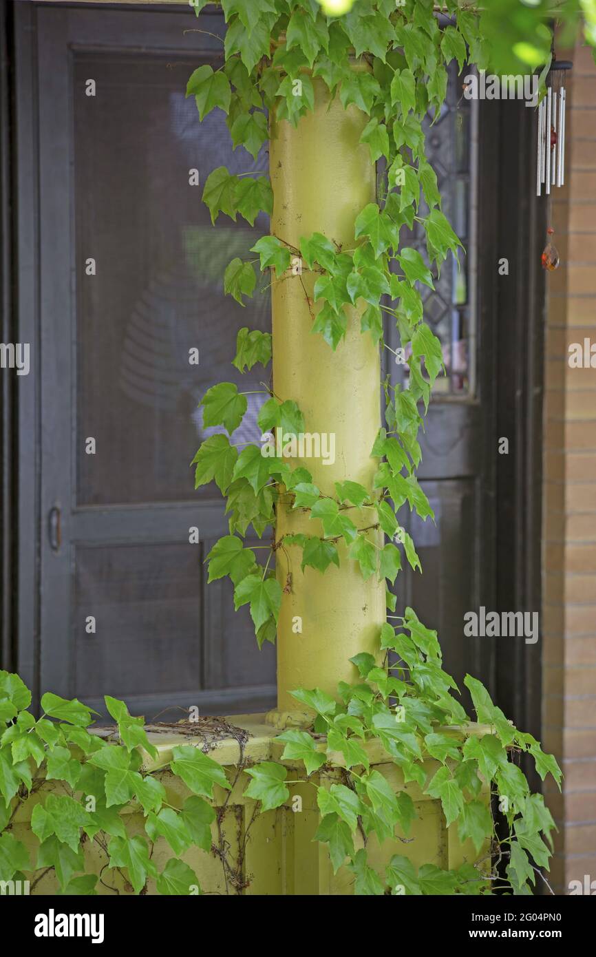Vertical shot of the plant climbing around a column in front of the ...