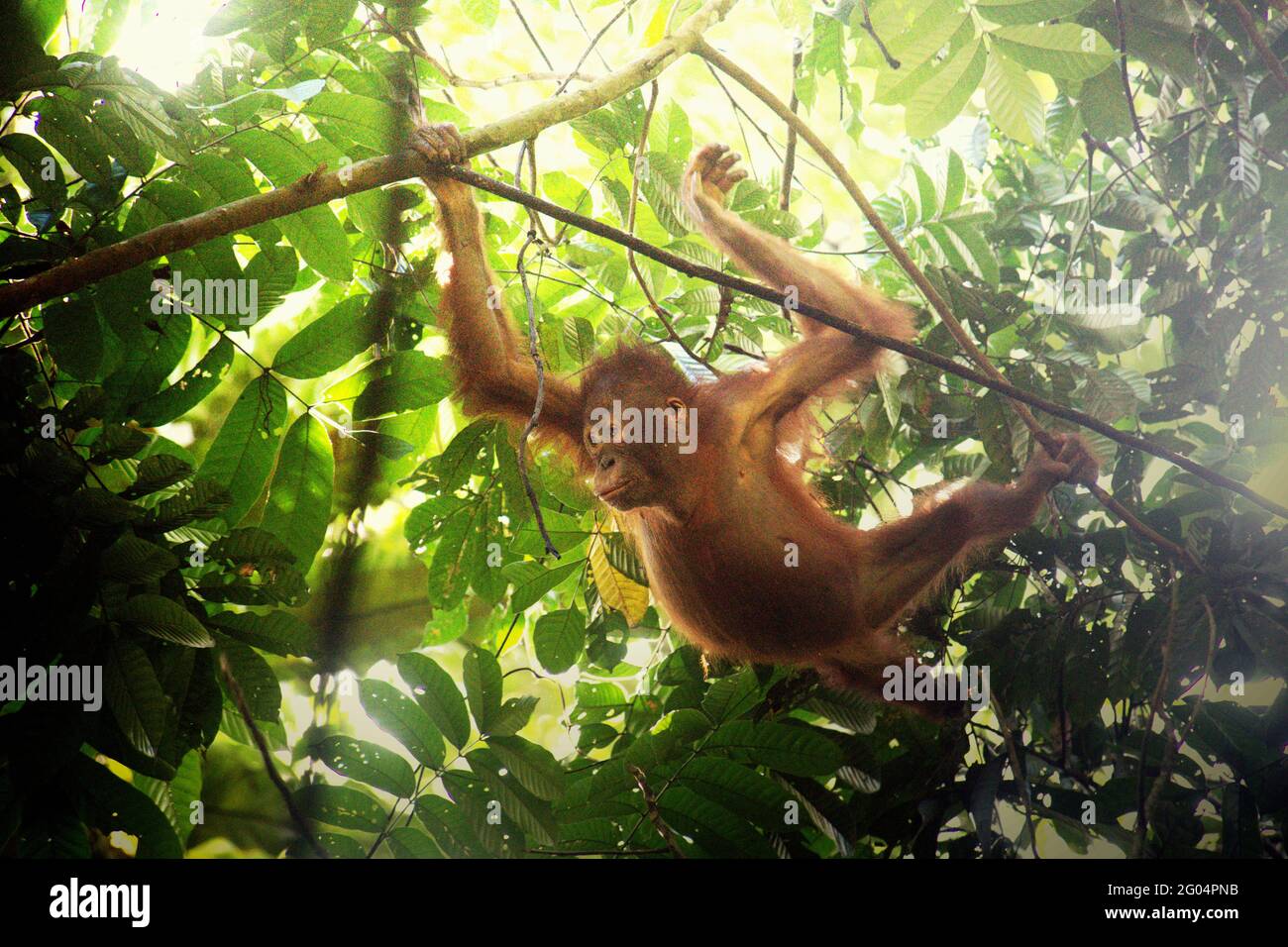 Wild orangutan baby. Northeast Bornean orangutan (Pongo pygmaeus morio ...