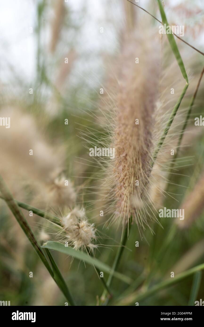 Growing sweetgrass hi-res stock photography and images - Alamy